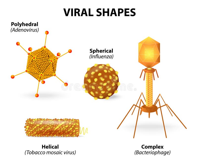 Bacteriophage Model