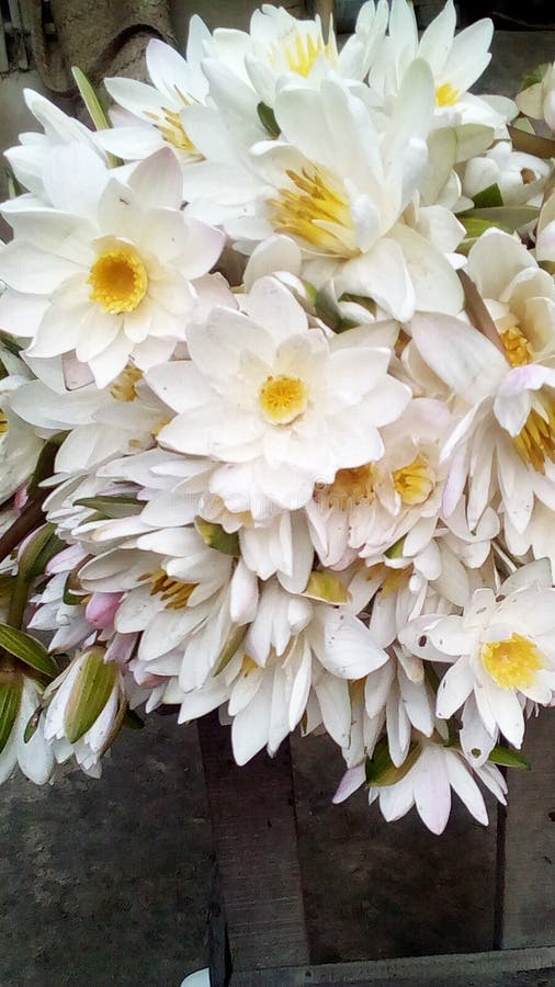 Shapla Stock Photos - Free & Royalty-Free Stock Photos from Dreamstime