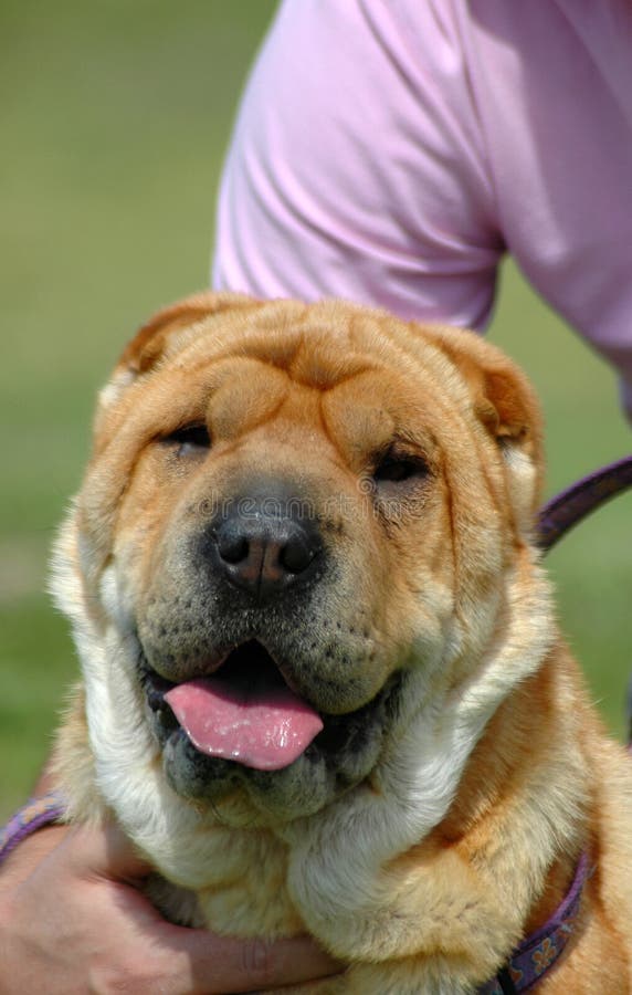 23+ Shar pei Free Stock Photos - StockFreeImages