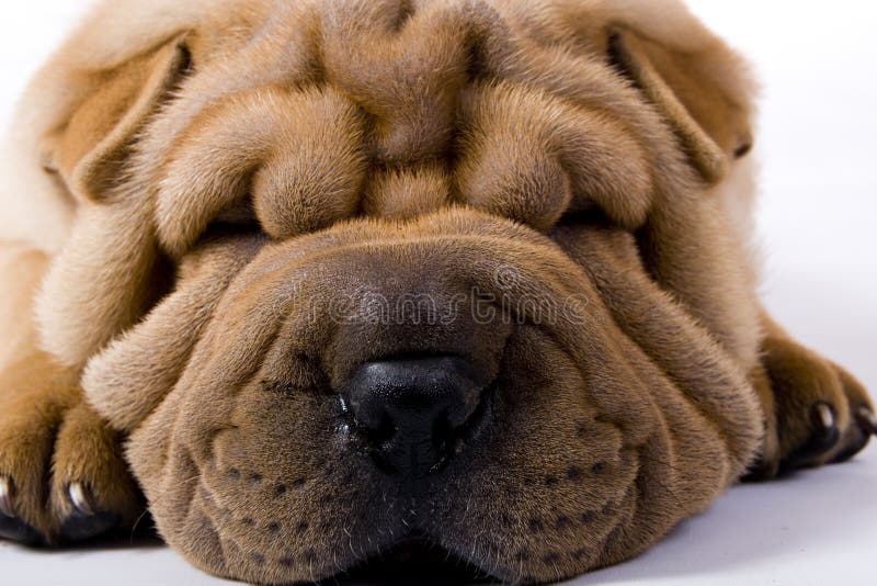 Baby Sharpei Puppy Sleeping Stock Image - Image of cute, love: 27649129