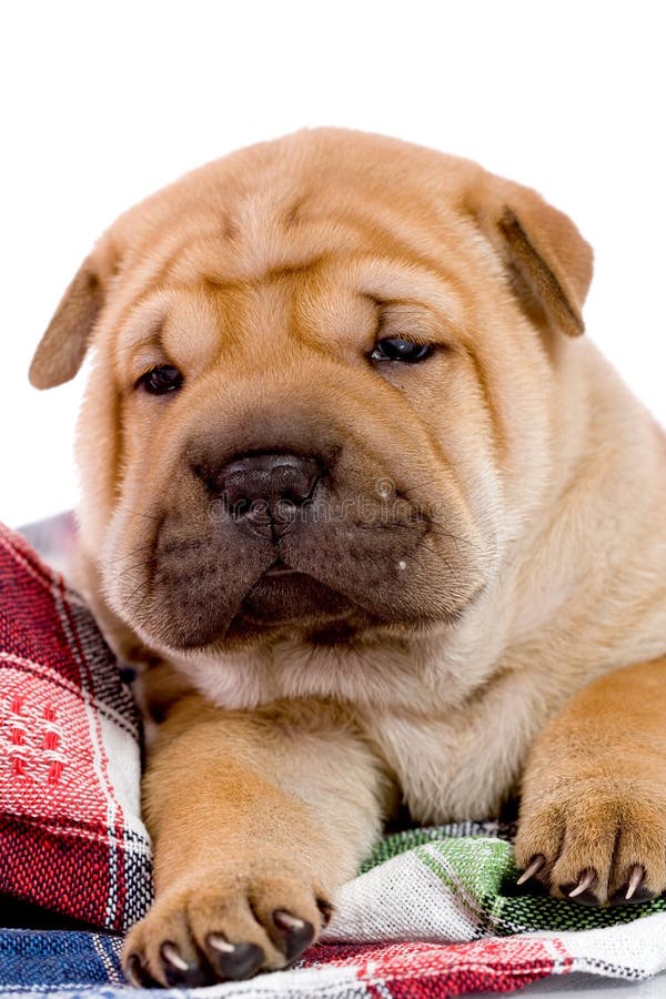 Shar Pei baby dog sleeping stock photo. Image of clumsy - 6084630