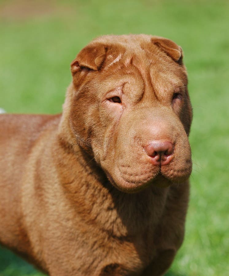 Shar-pei dog portrait stock photo. Image of garden, companion - 22179574