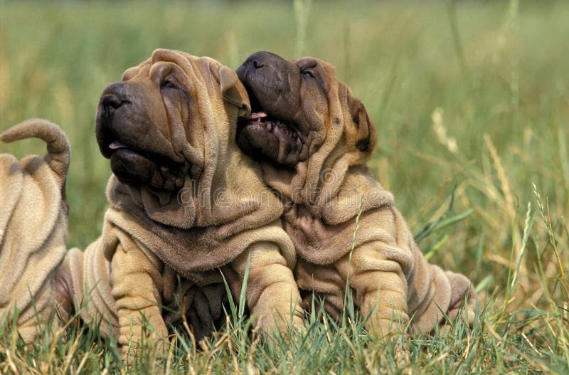 SHAR PEI stock photo. Image of animal, shar, baby, dogs - 175556640