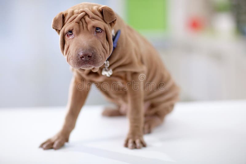Shar-pei Dog Puppy Portrait Stock Image - Image of pedigree, folds ...