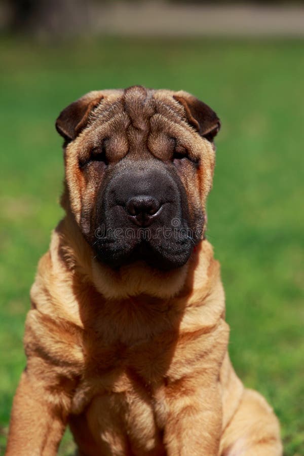 Shar Pei dog sitting stock photo. Image of playing, floor - 92090718