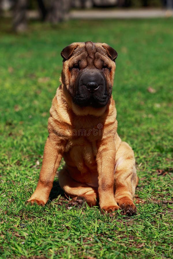 Shar Pei dog sitting stock image. Image of wool, pampered - 92440833