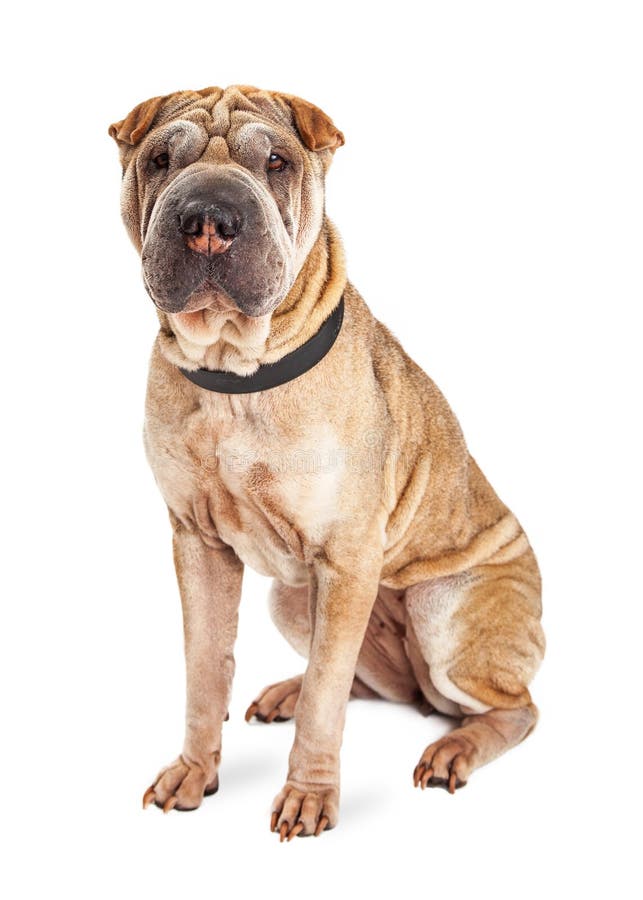 Perrito Hermoso De Shar Pei En El Fondo Blanco Imagen de archivo ...