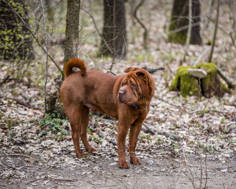 A Shar Pei Dog Standing on a Path in the Park Stock Photo - Image of ...