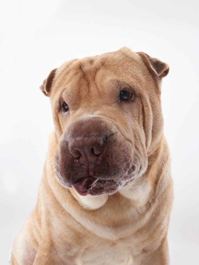 Shar Pei Dog on White Background Stock Photo - Image of brown, shar ...