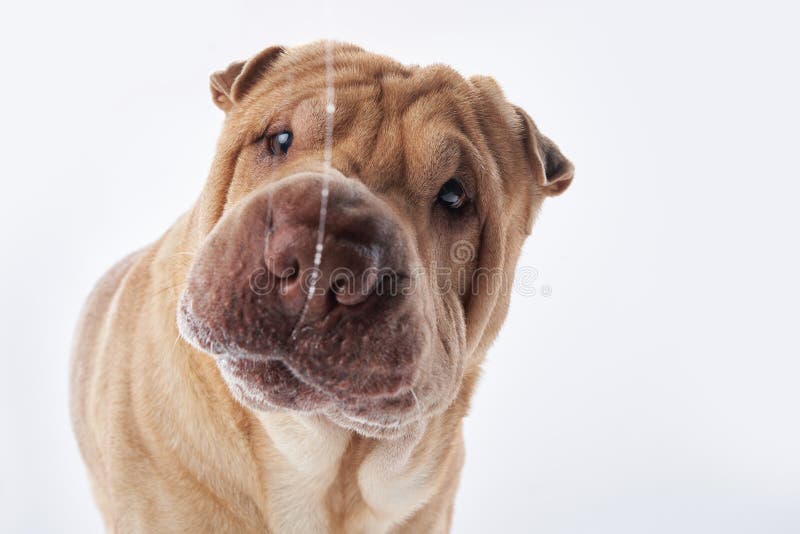 Can Shar Pei Be White