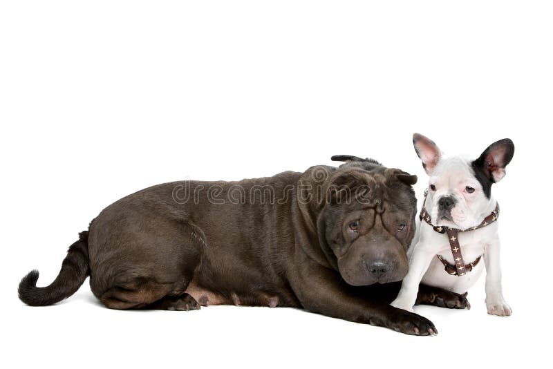 Shar-Pei and a French Bulldog Puppy Stock Photo - Image of sharpei ... Shar-Pei and a French Bulldog Puppy Stock Photo - Image of sharpei ...