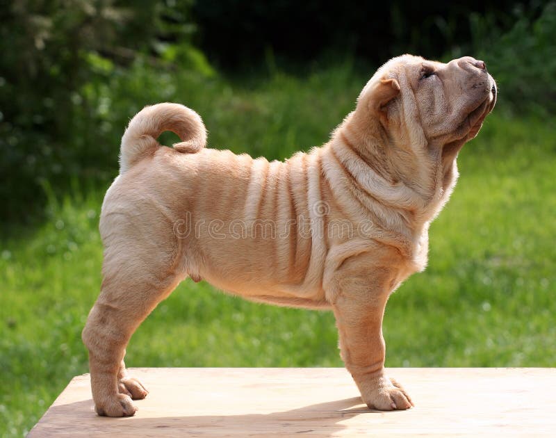 Shar Pei Male Puppy Standing Stock Photo - Image of fawn, sleepy: 23820378