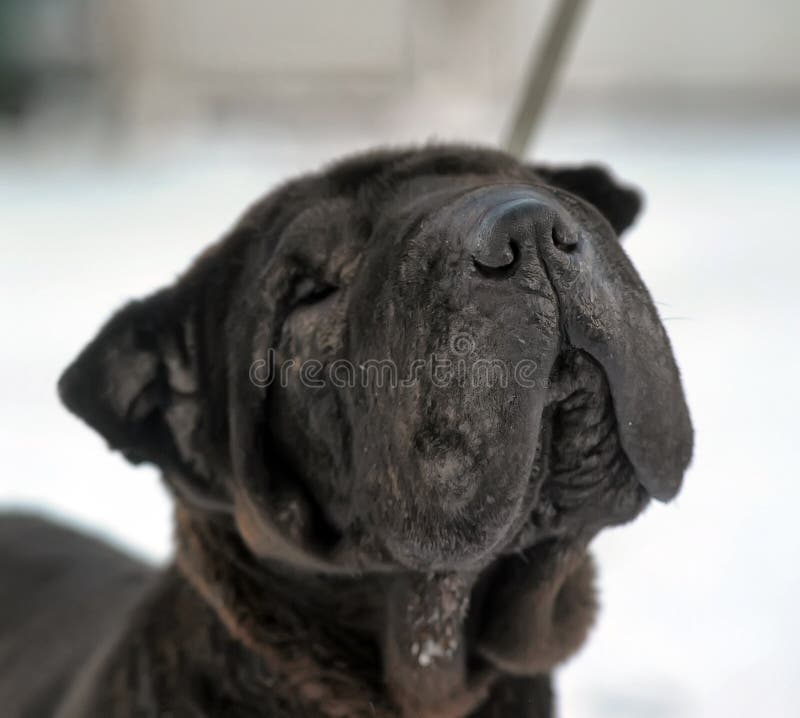 Shar Pei negro foto de archivo. Imagen de divertido, perro - 37251282