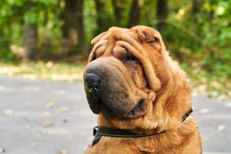 Shar Pei Portrait on a Background of Trees Stock Image - Image of light ...