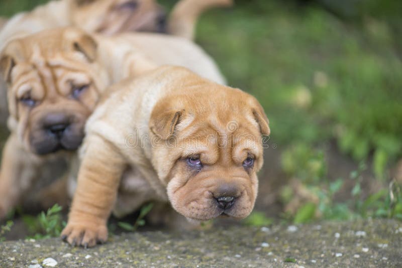 Shar Pei puppies stock photo. Image of girl, beauty, color - 73266400