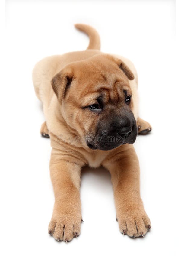 Shar pei puppy stock photo. Image of purebred, small - 14685676
