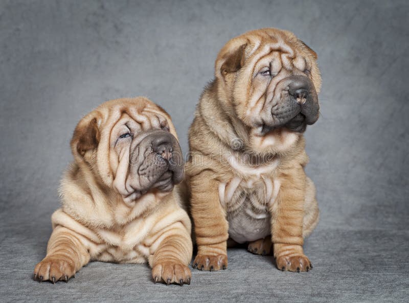 Sharpei puppy and adults stock image. Image of puppy - 23836003
