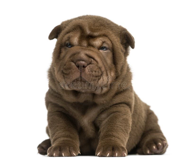 Shar Pei Puppy S Face, Isolated on White Stock Photo - Image of sharpei ...