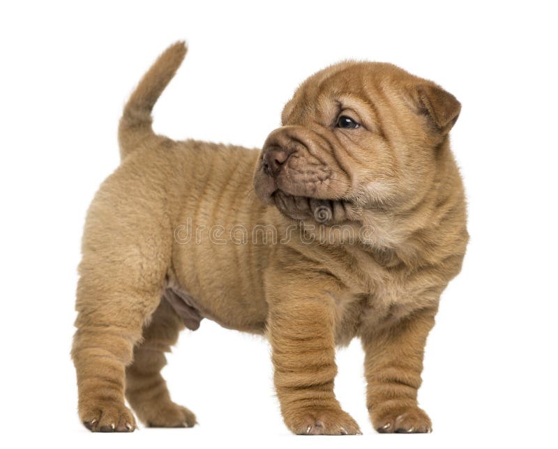 Back View of a Shar Pei Puppy Sitting (11 Weeks Old) Isolated on Stock ...