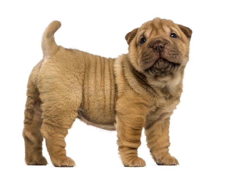 Shar Pei puppy standing stock photo. Image of chinese - 38841500