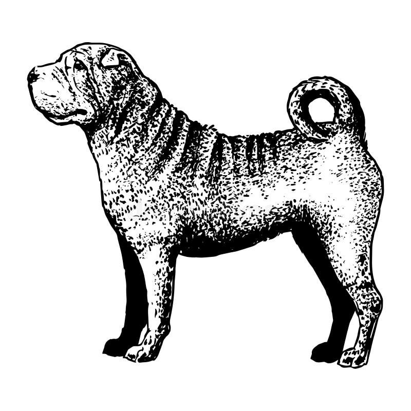 Shar Pei realista ilustración del vector. Ilustración de doméstico ...