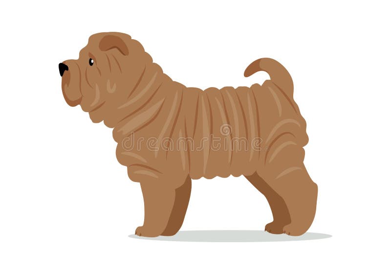 Shar Pei in Stand on White Background Stock Vector - Illustration of ...