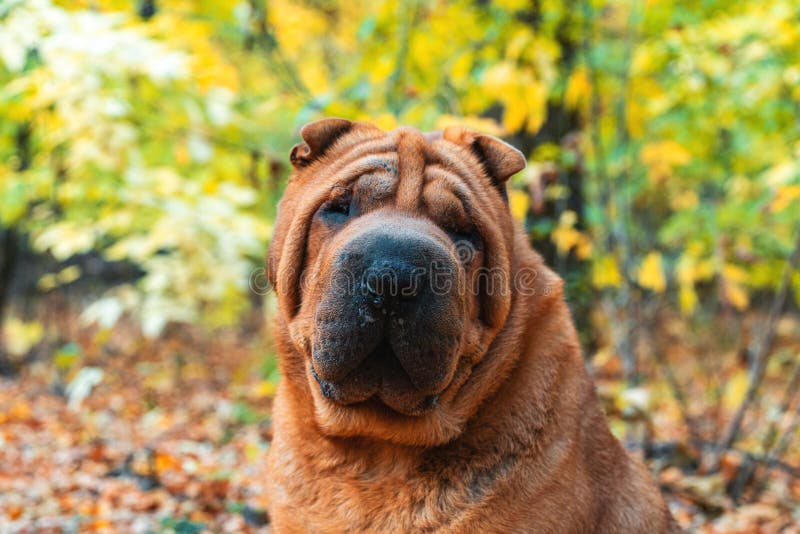Shar Pei Stands Autumn Forest Stock Photos - Free & Royalty-Free Stock ...