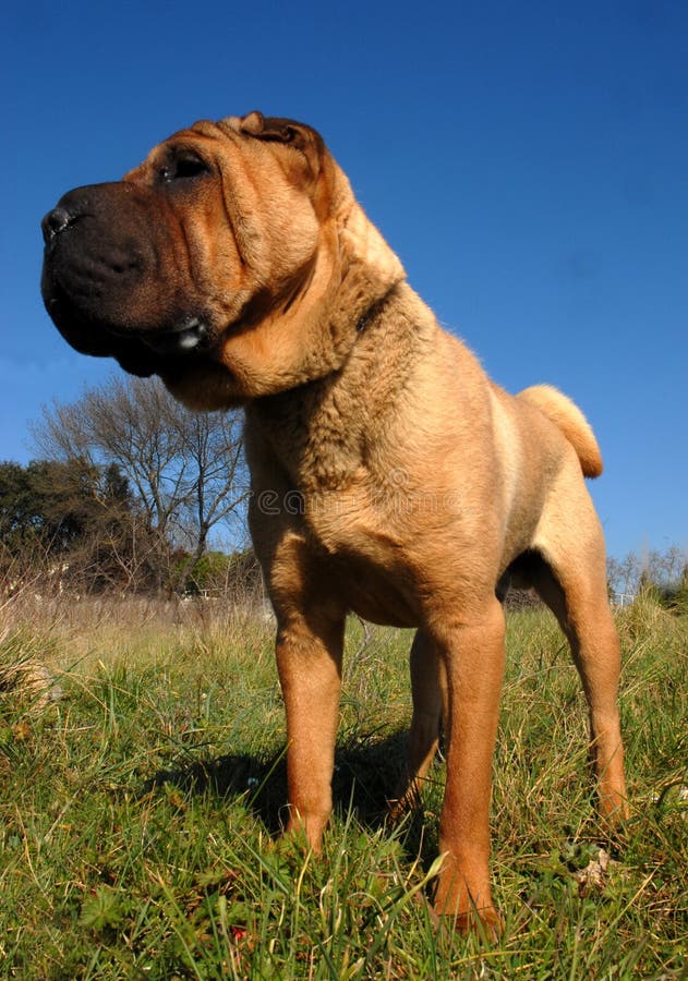 Shar pei upright stock photo. Image of chinese, sweet - 2034978