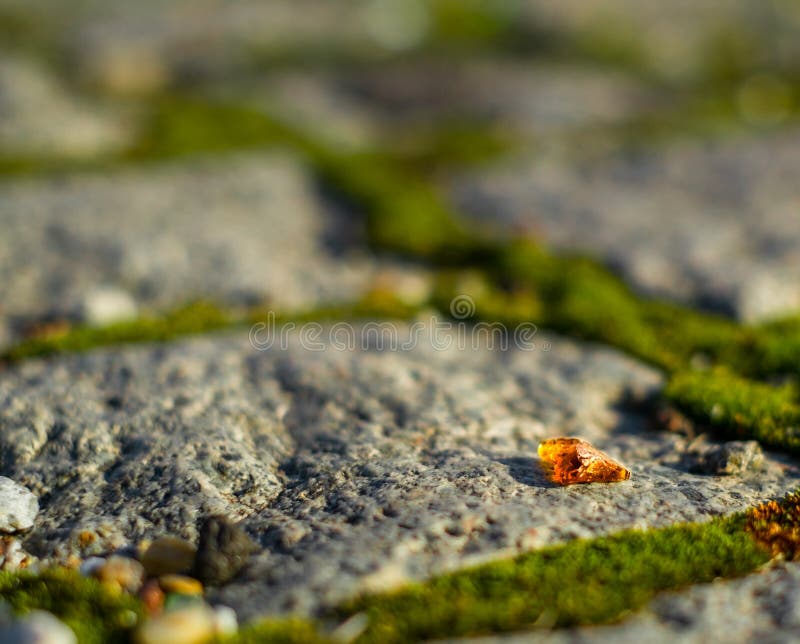 Shard stock photo. Image of grass, close, focus, view - 64362724
