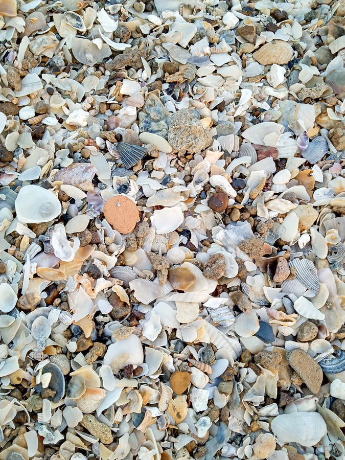 Shards of Rock and Shells on the Beach Stock Photo - Image of pebble ...