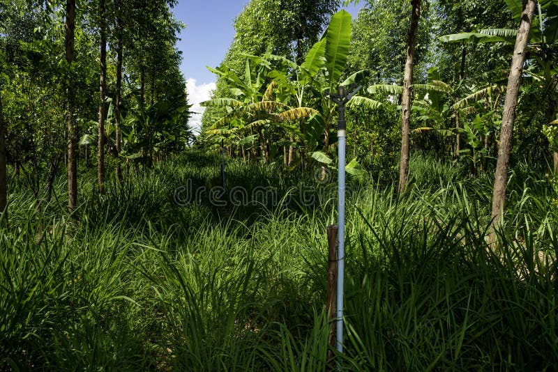 Shared Forest System, Agroforestry, in the View Part of the Irrigation ...