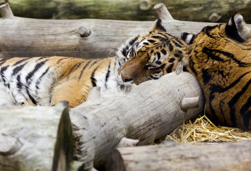 A Shared Nap stock image. Image of tails, tiger, tales - 43313981