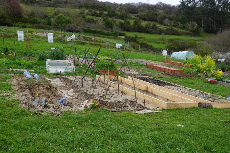 Shared Vegetable Gardens in the City. Different Types of Cultivation in ...