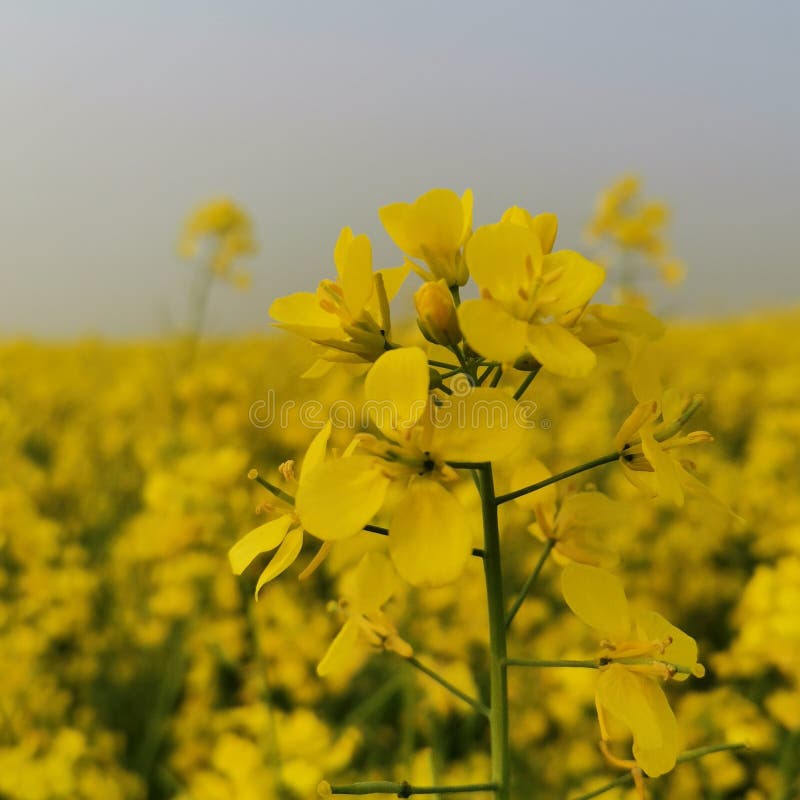 Sharia Flower Stock Photos - Free & Royalty-Free Stock Photos from ...