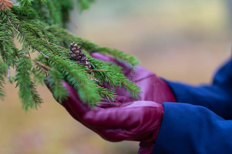 Sharing Hope. Hugging Hands Plant in the Forest Stock Image - Image of ...