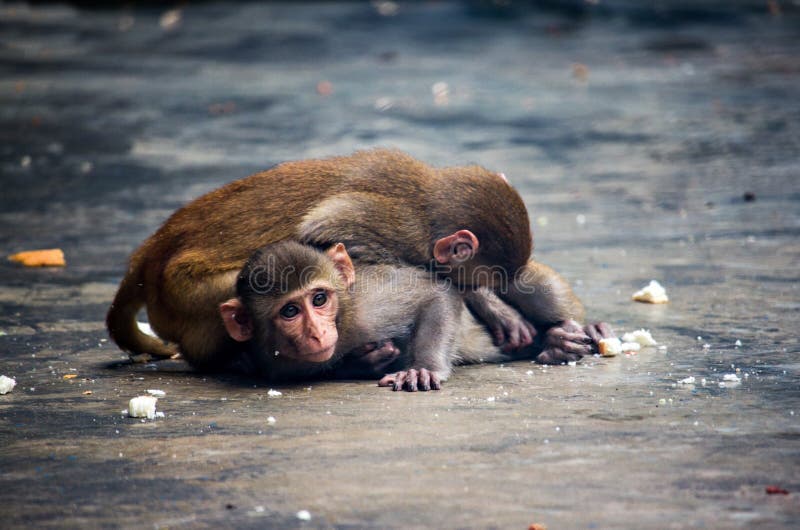 Sharing love stock image. Image of cage, little, sharing - 212511653