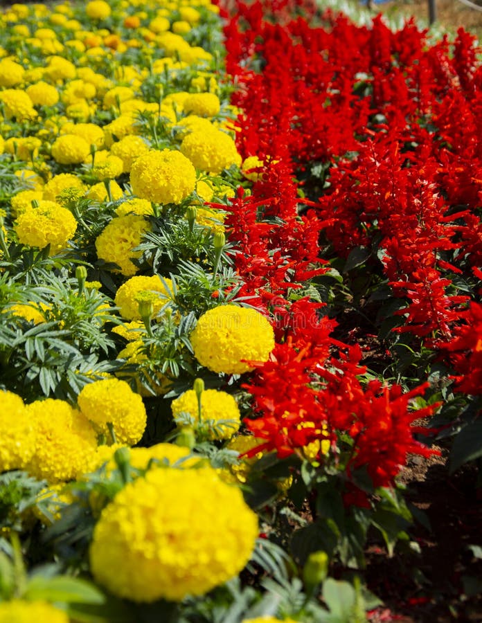 Sharing Space of Two Types of Trees. Stock Image - Image of types ...