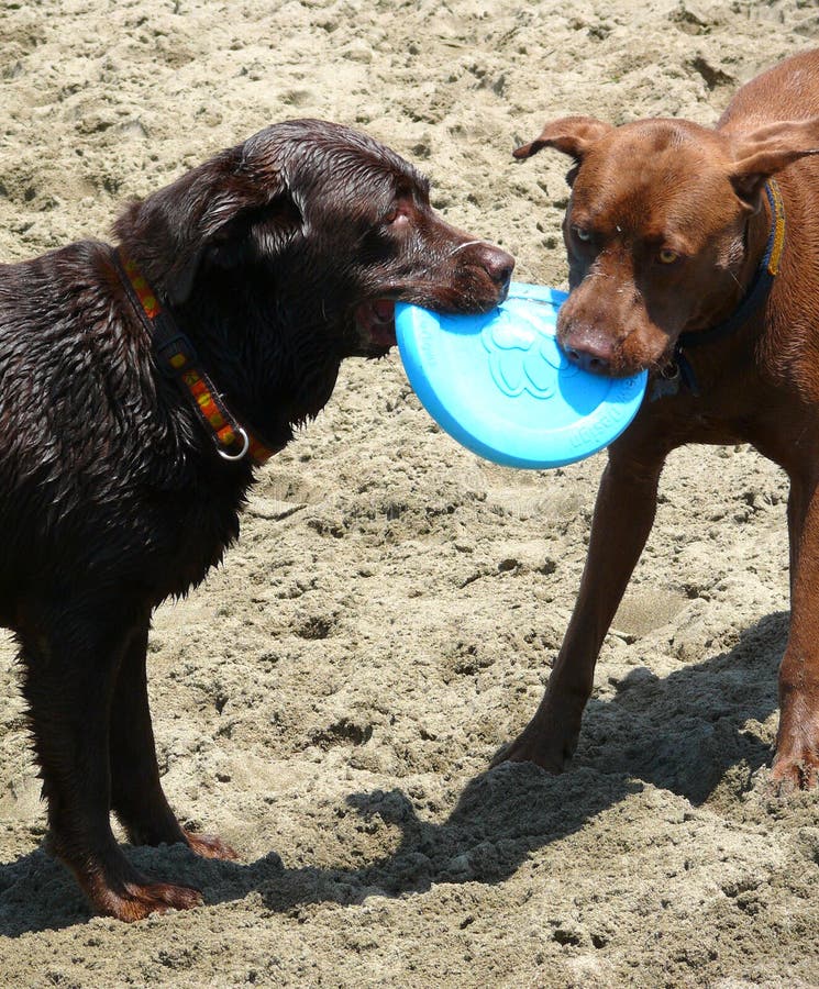 Sharing the toy stock image. Image of share, sand, dogs - 5560705