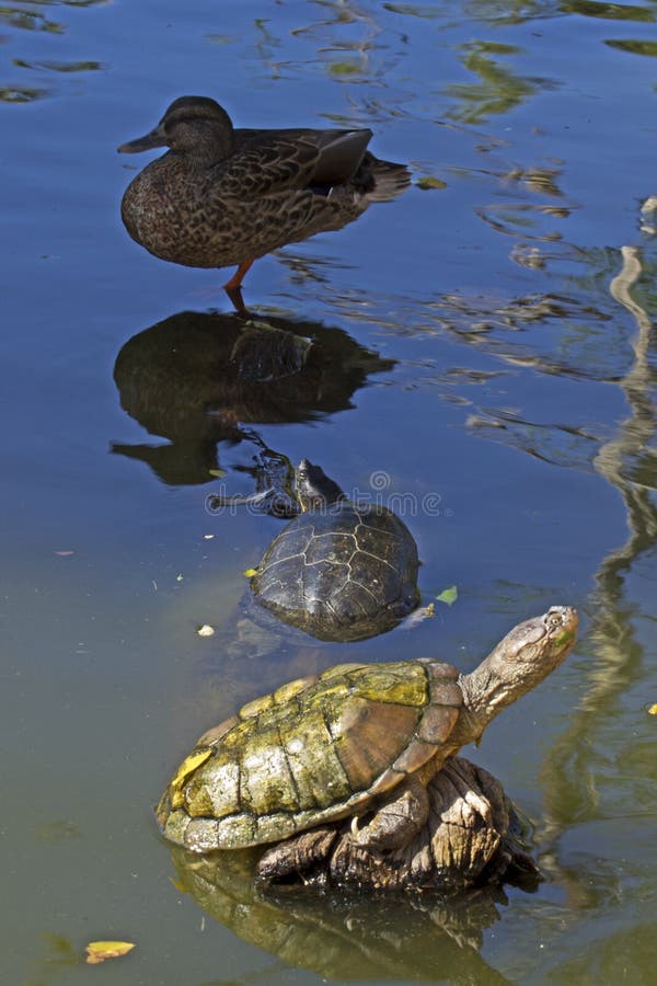 Sharing stock photo. Image of duck, wyvilliana, pond - 35256656
