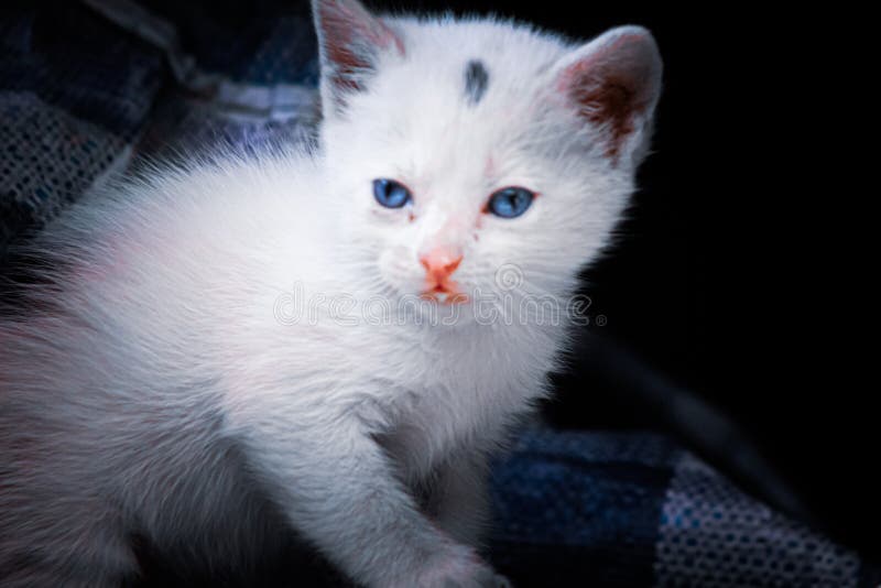 Sharingan eays baby cats stock photo. Image of whiskers - 211716542