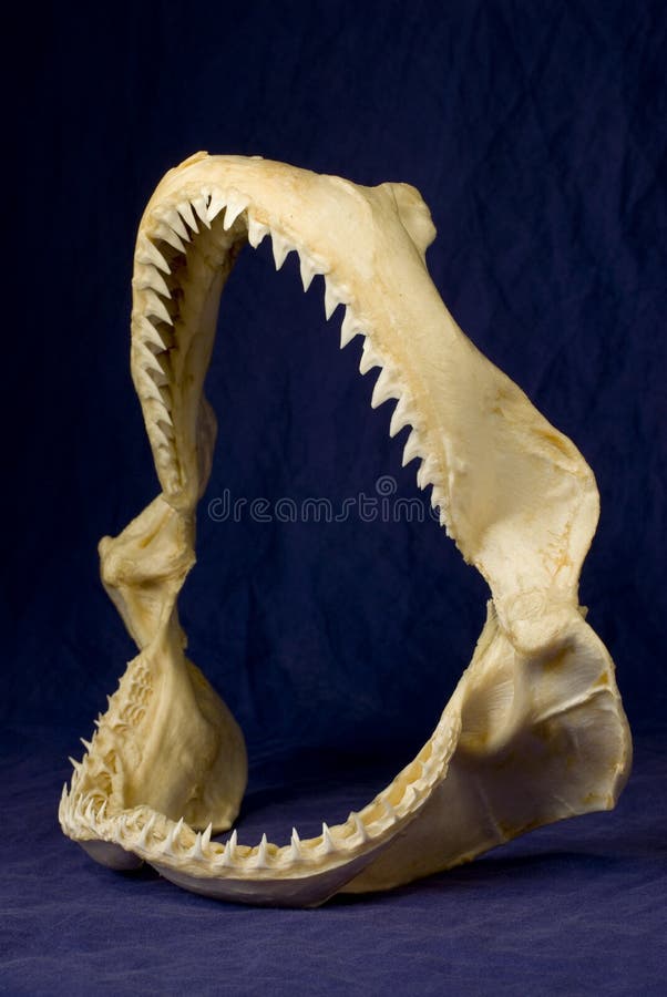 Shark Mouth Bone
