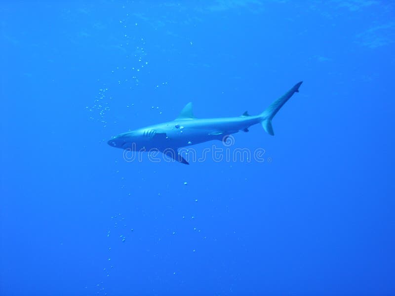 Shark and friend stock image. Image of fish, kleinbaai - 21362561