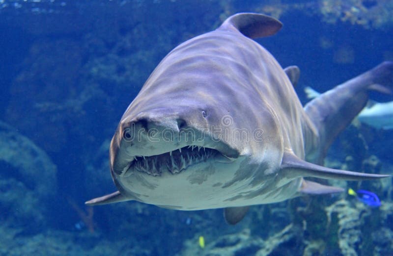 Shark stock image. Image of marine, sharp, swimming, diving - 18001889