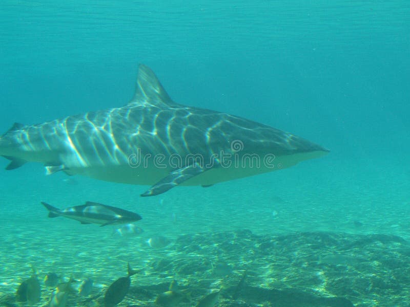 Underwater scene stock image. Image of diving, stream - 1249763