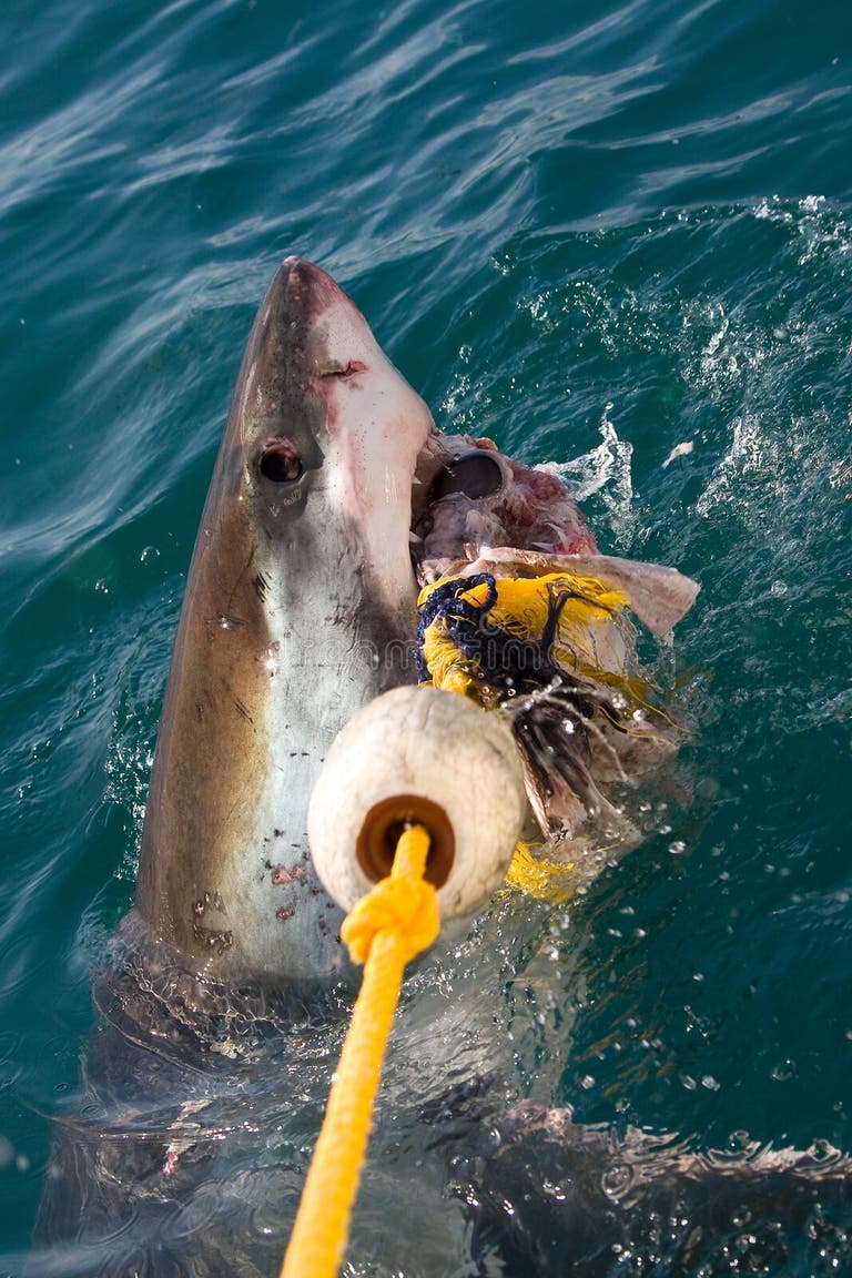 946 Shark Eating Turkey Stock Photos - Free & Royalty-Free Stock Photos ...