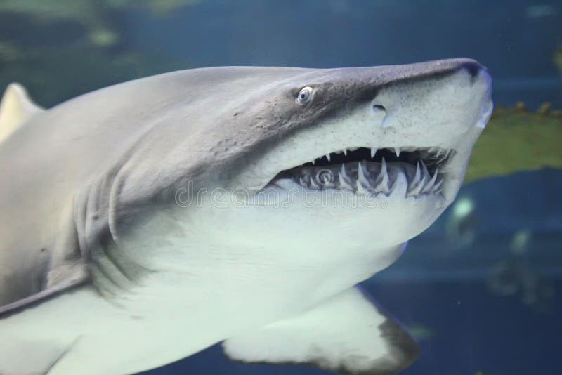 Shark stock photo. Image of aquarium, head, face, marine - 23392408