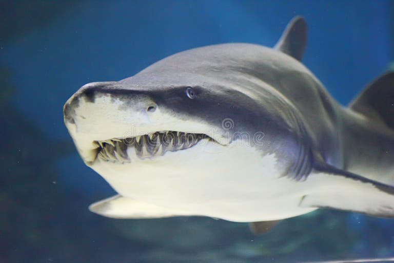 Shark Mouth Profile Stock Photos - Free & Royalty-Free Stock Photos ...