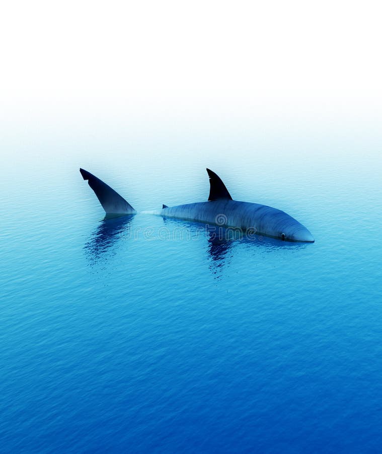 Windsurfer in Ocean and Wild Shark Underwater Stock Photo - Image of ...