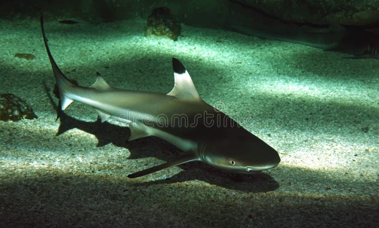 White Tip Reef Shark Attack Stock Photos - Free & Royalty-Free Stock ...