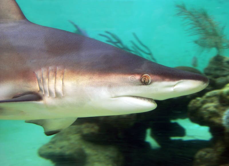 Inuit village stock image. Image of polar, field, wooden - 6376219
